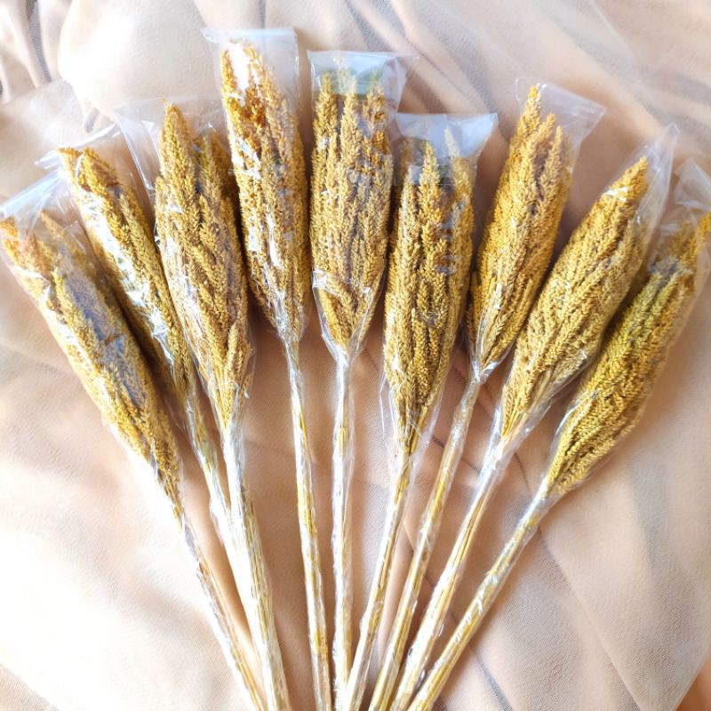 Jual 10 PCS RUMPUT JAWAN KERING NATURAL - Hiasan Buket Bunga Kering ...