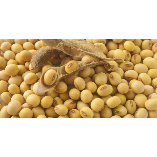 Jual Kacang Kedele 1 kg | Shopee Indonesia