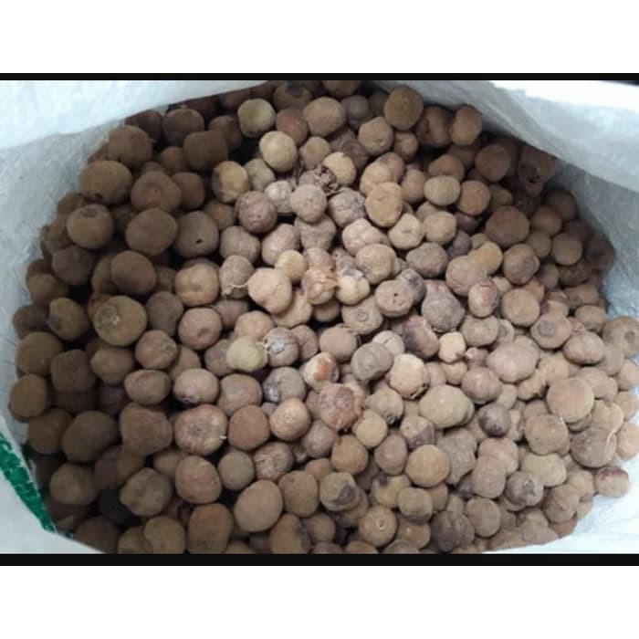 Jual 5 Ons Benih Biji Pohon Jati Mas Super Unggul | Shopee Indonesia