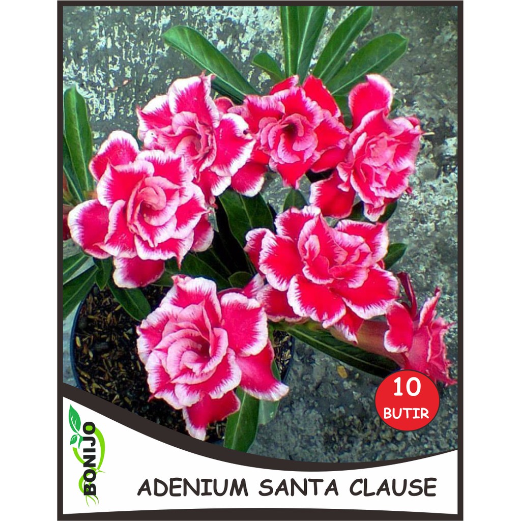 Jual Biji Benih Bunga Kamboja Adenium Triple Santa Clause | Shopee ...