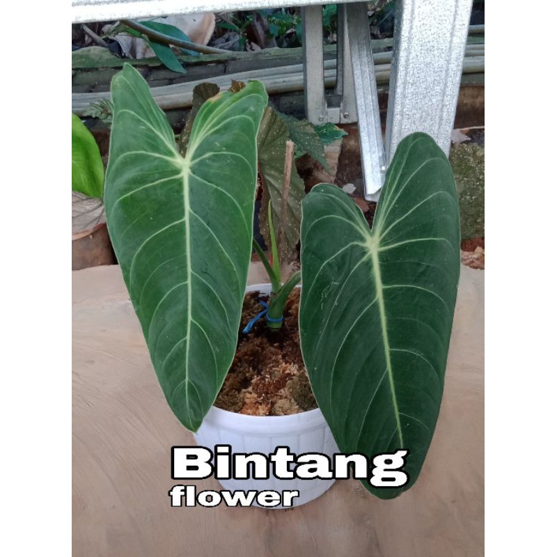 Jual Tanaman hias Philodendron Melanocrysum - melano ukuran besar ...