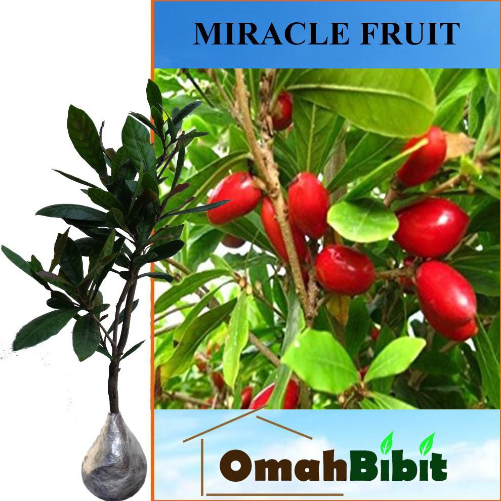 Jual Asli Tanaman Miracle Fruit Atau Buah Ajaib Tinggi 30-40 Cm ...