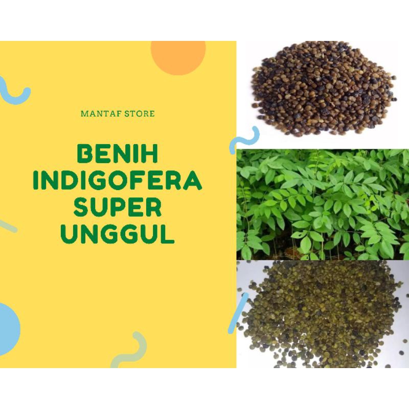 Jual Biji benih indigofera benih pilihan pakan ternak hijaun indigofera ...