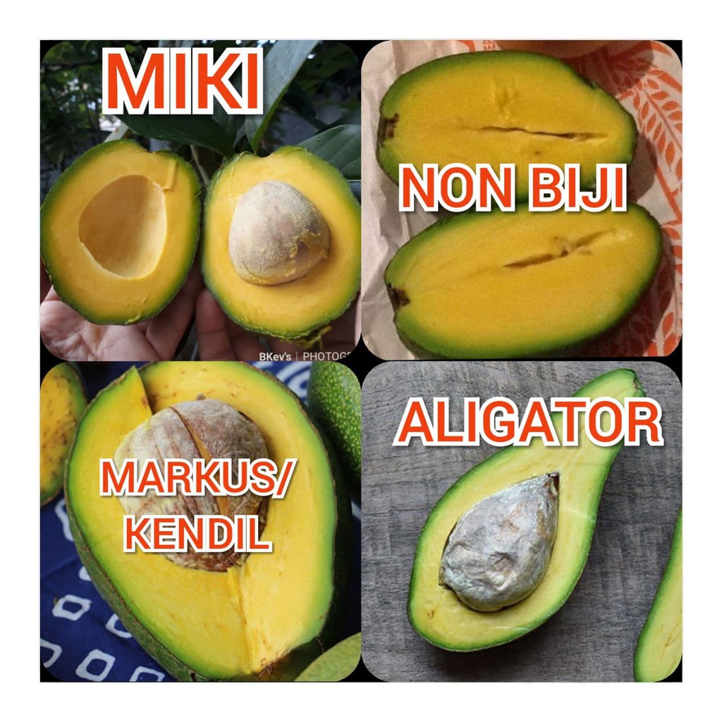 Jual Paket 4 Jenis Alpukat Unggulan (MARKUS, ALIGATOR, MIKI, NON BIJI ...