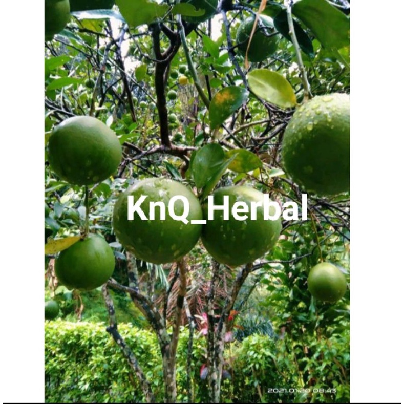 Jual Jeruk Bali Mini Asli Manis Segar 1kg | Shopee Indonesia