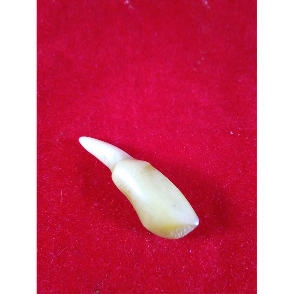 Jual PRODUK ANTIK LAWASAN - SIUNG MACAN SINTETIS | Shopee Indonesia