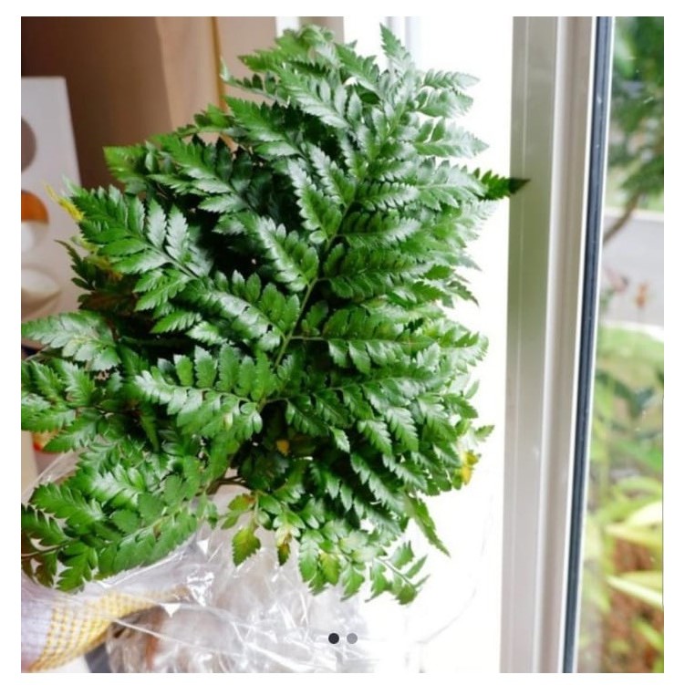 Jual Daun Pakis Fresh Flower Bunga Potong Segar Tangerang Florist ...