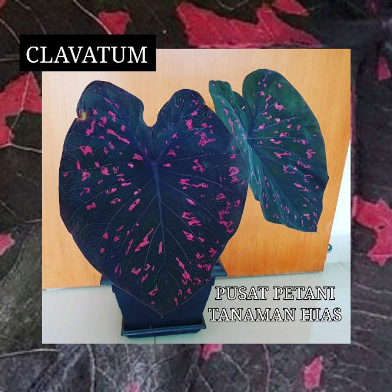 Jual Umbi caladium Clavatum bonggol keladi | Shopee Indonesia