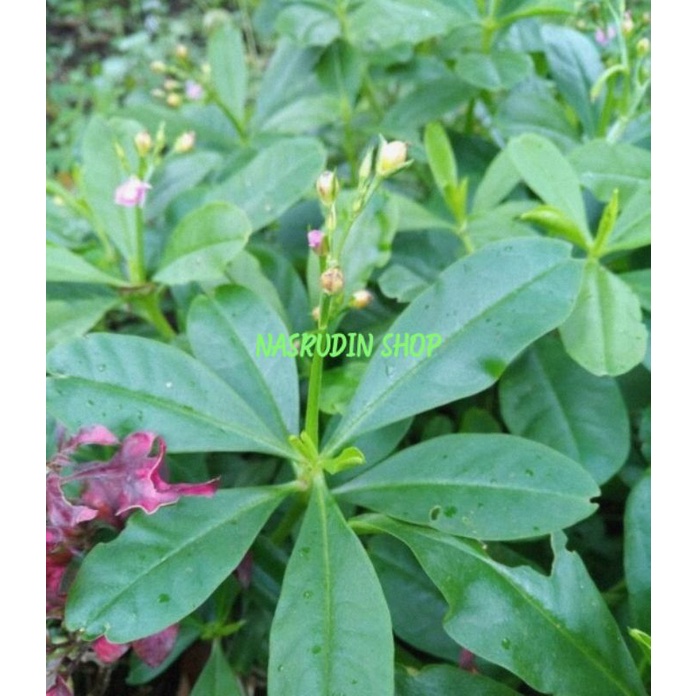 Jual DAUN GINSENG JAWA 1KG SEGAR LANGSUNG PETIK | KROKOT BELANDA | DAUN ...