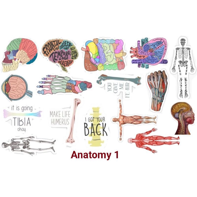 Jual STICKER ANATOMY KEDOKTERAN ORGAN TUBUH MANUSIA | Shopee Indonesia