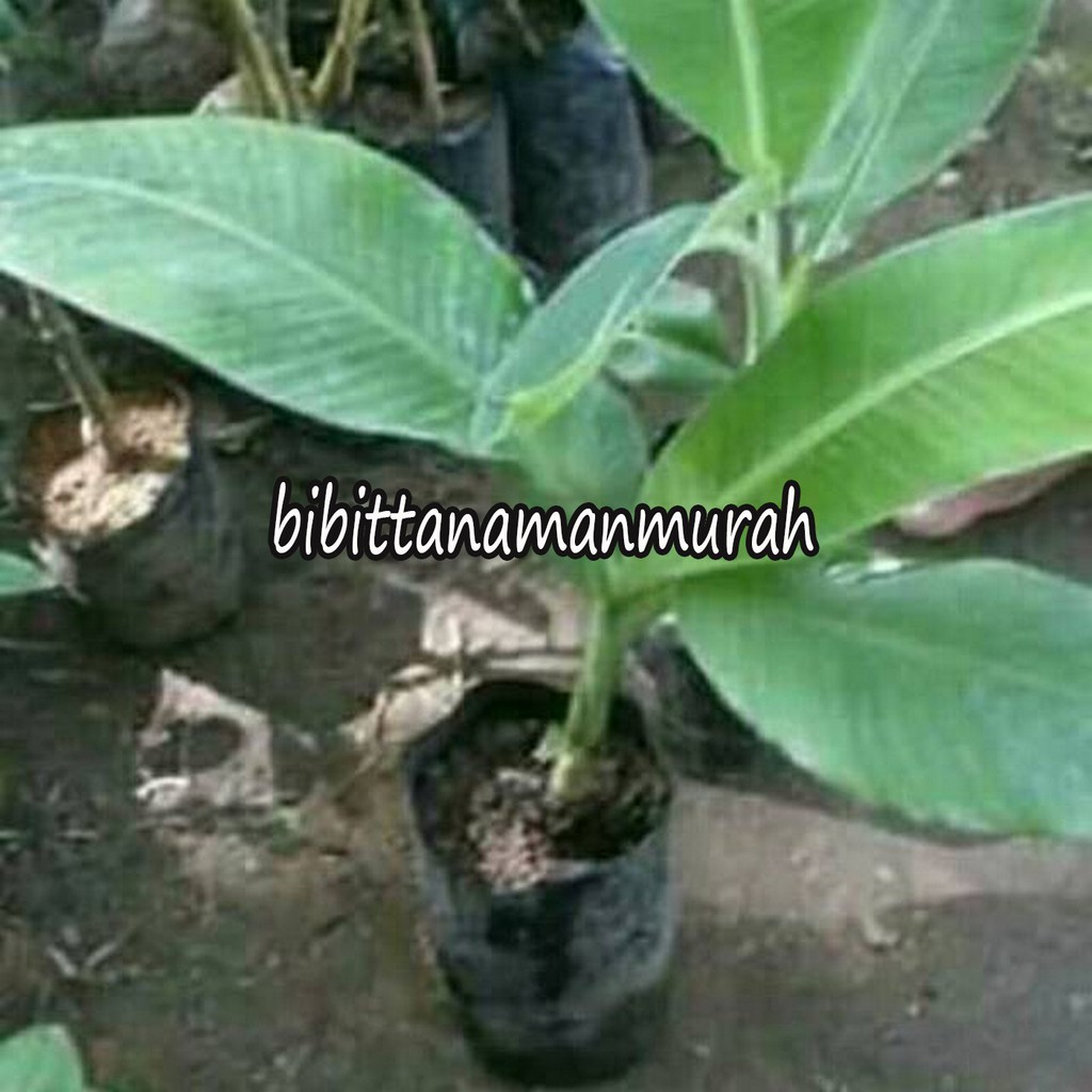 Jual BIBIT PISANG RAJA MANIS | Shopee Indonesia