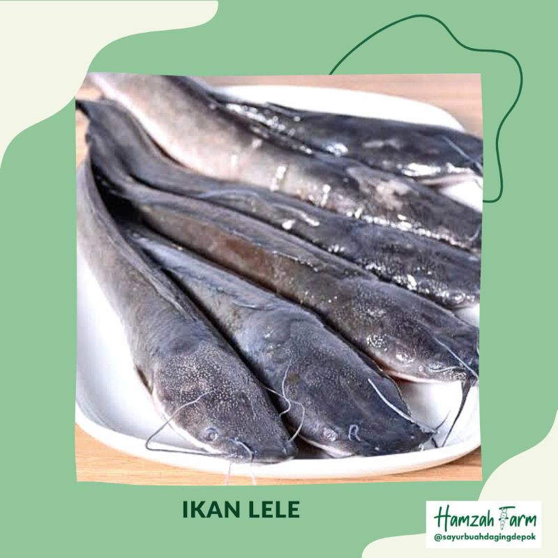 Jual IKAN LELE FRESH | Shopee Indonesia