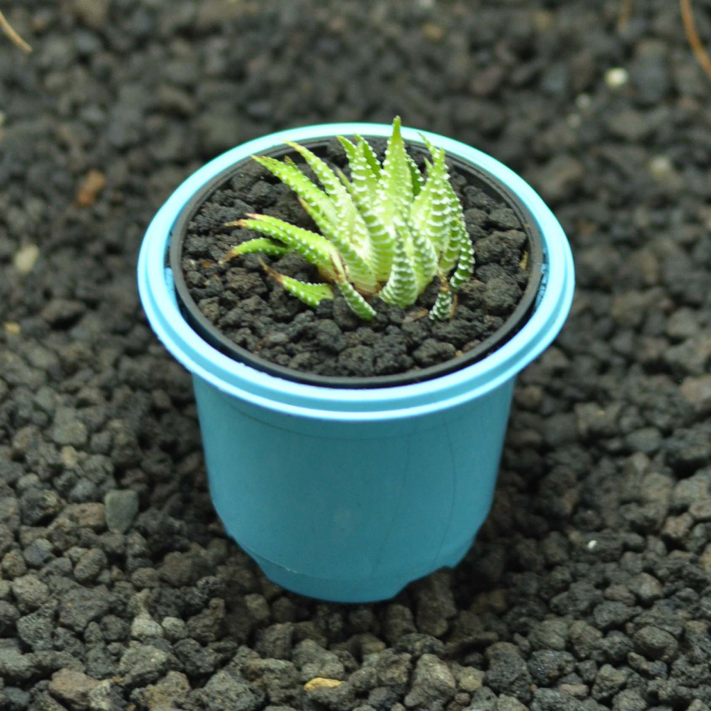 Jual Tanaman Hias Sukulen/Succulent Haworthia Fasciata Var Variegata ...