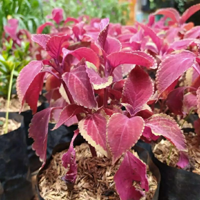 Jual Tanaman hias hidup miana merah pohon miyana | Shopee Indonesia