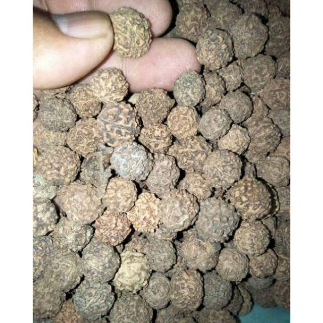 Jual Biji jenitri | Shopee Indonesia