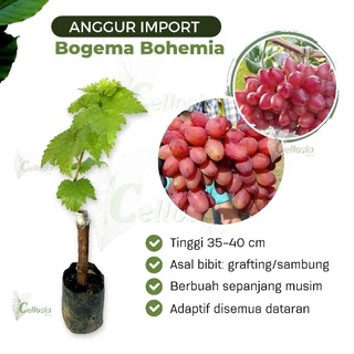 Produk cellosiaflorist | Shopee Indonesia