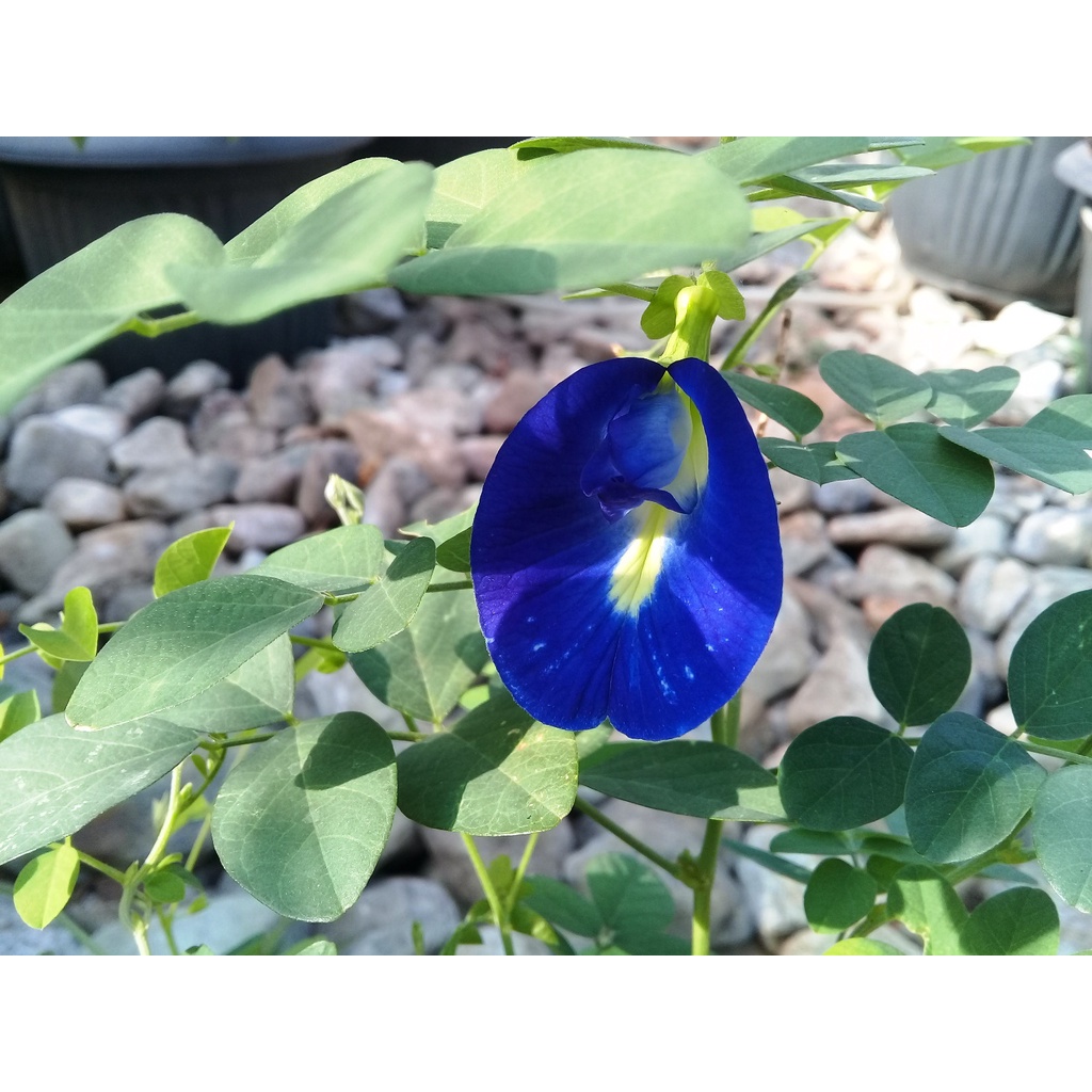 Jual Bunga Teleng Telang Segar Fresh 20 Pcs Butterfly Pea Herbal ...