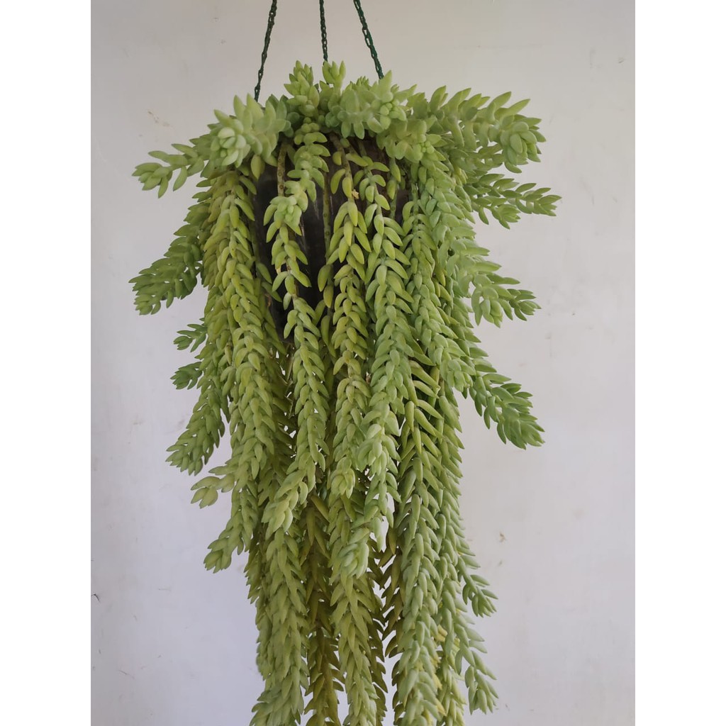 Jual SEKAR - bunga gantung air mata ibu 2 batang / donkey tail / sedum ...