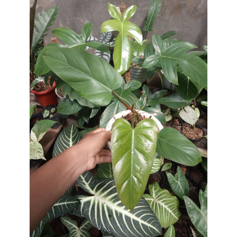 Jual philodendron green emerald #philodendron #philodenron #philo ...