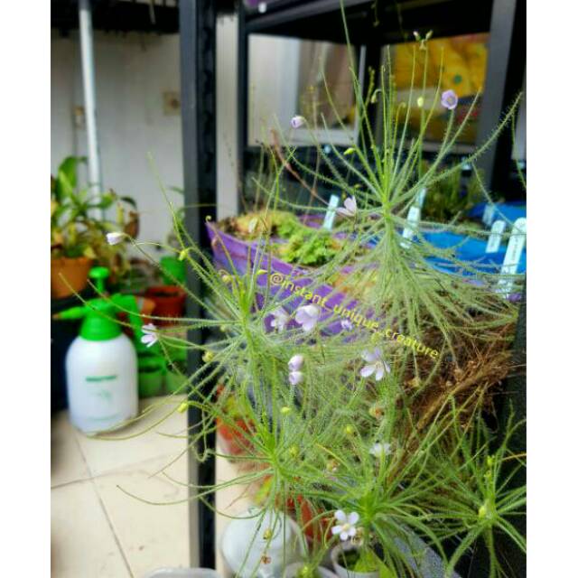Jual (Tanaman karnivora, Carnivor Plant) Byblis Liniflora fresh seed ...
