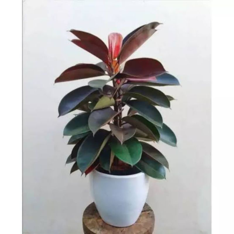 Jual Tanaman hias karet kebo merah ukuran 50cm - 1meter - pohon karet ...
