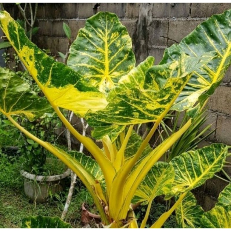 Jual Bibit Sente New Golden Varigata gold / Sente Gold Asli ukuran ...