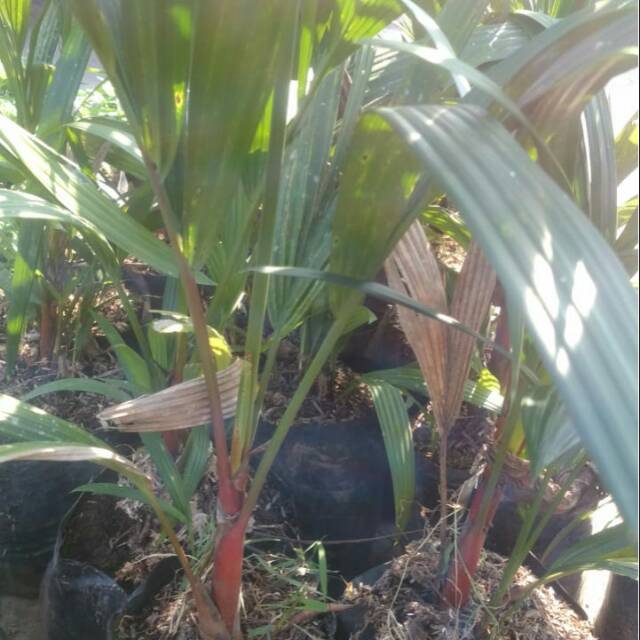 Jual Tanaman bunga pinang merah skitar 1 meter | Shopee Indonesia