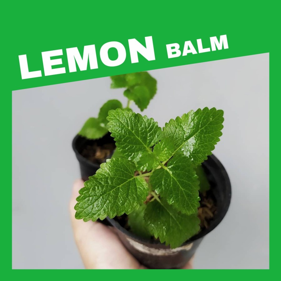 Jual Lemon Balm Tanaman Herbal Mint Lemon Balm Herbs Plant | Shopee ...