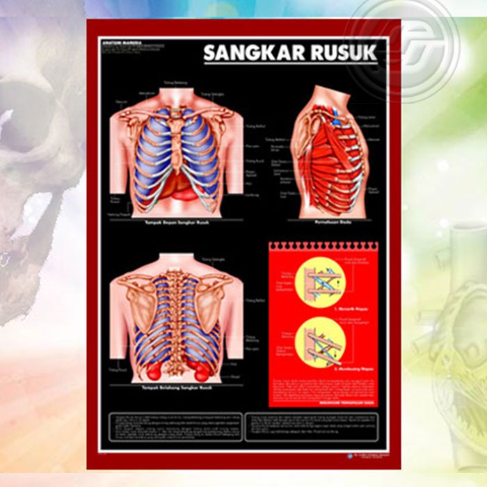 Jual Poster Anatomi Manusia Sangkar Rusuk | Shopee Indonesia