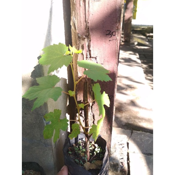 Jual bibit anggur impor jenis Everest | Shopee Indonesia
