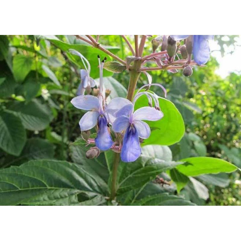 Jual Bibit Senggugu / Srigunggu, Obat Gurah, Bunga Pakan Lebah | Shopee ...