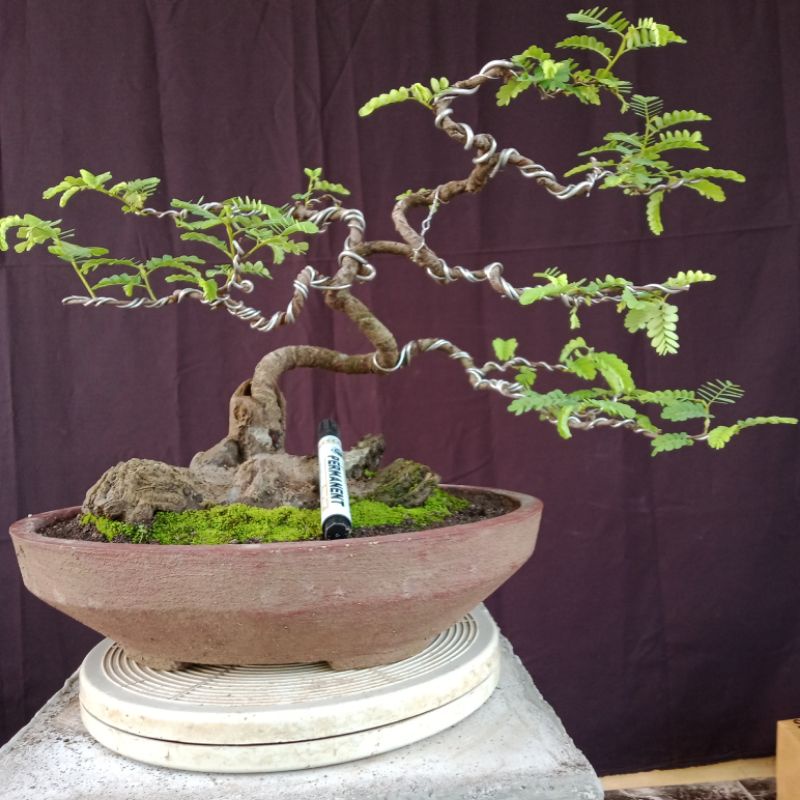 Jual BONSAI ASEM JAWA SESUAI FOTO | Shopee Indonesia