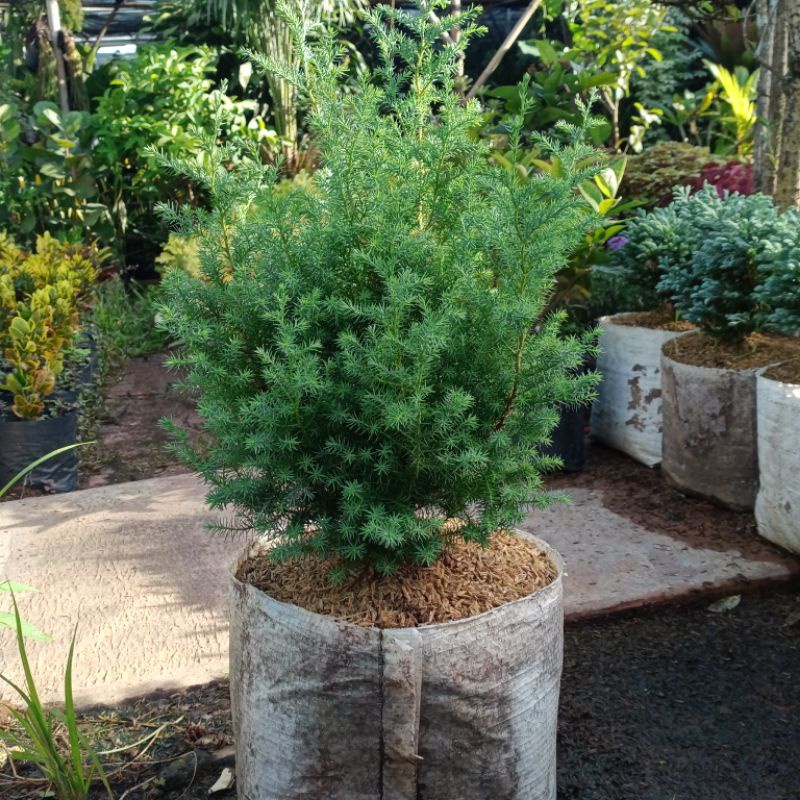 Jual Cemara Embun Ukuran Jumbo | Shopee Indonesia