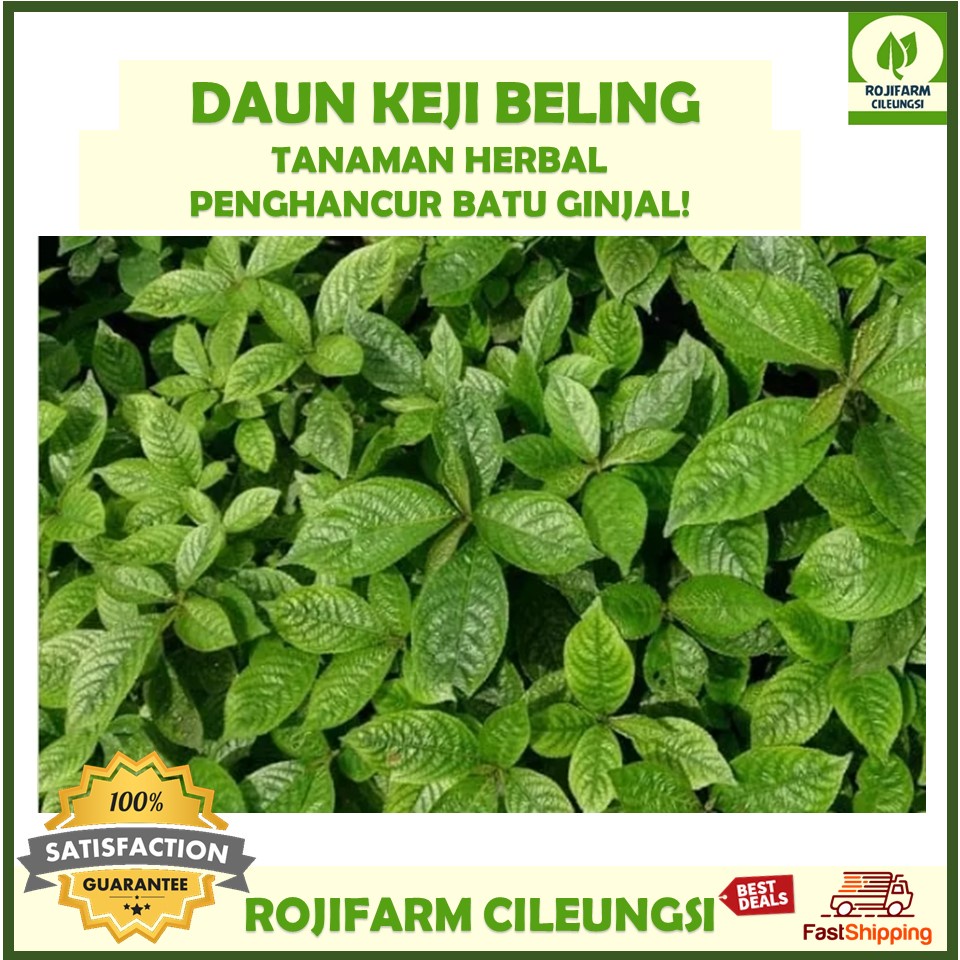 Jual Daun Keji Beling Segar Premium Quality 100 | Shopee Indonesia