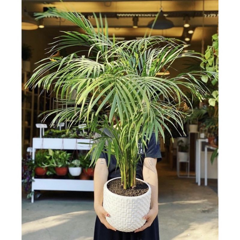 Jual Tanaman Hias hidup Palem Kuning (Isi 2) Tanaman hias palem kuning ...