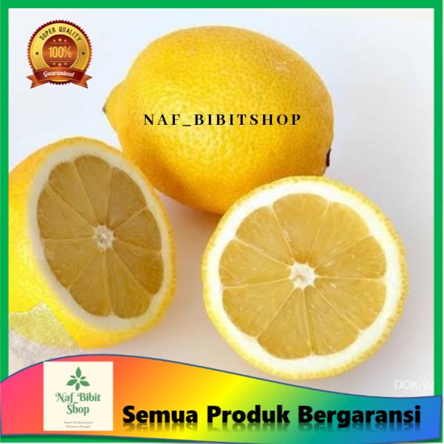Jual bibit jeruk lemon asal okulasi cepat berbuah - tanaman jeruk lemon ...