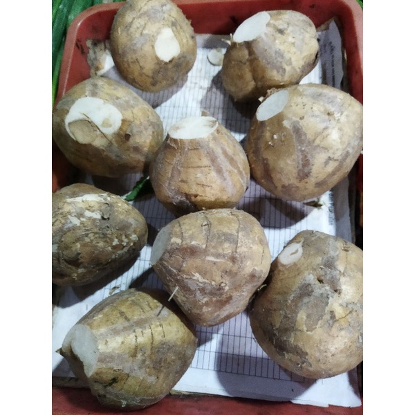 Jual Bengkoang super | Shopee Indonesia