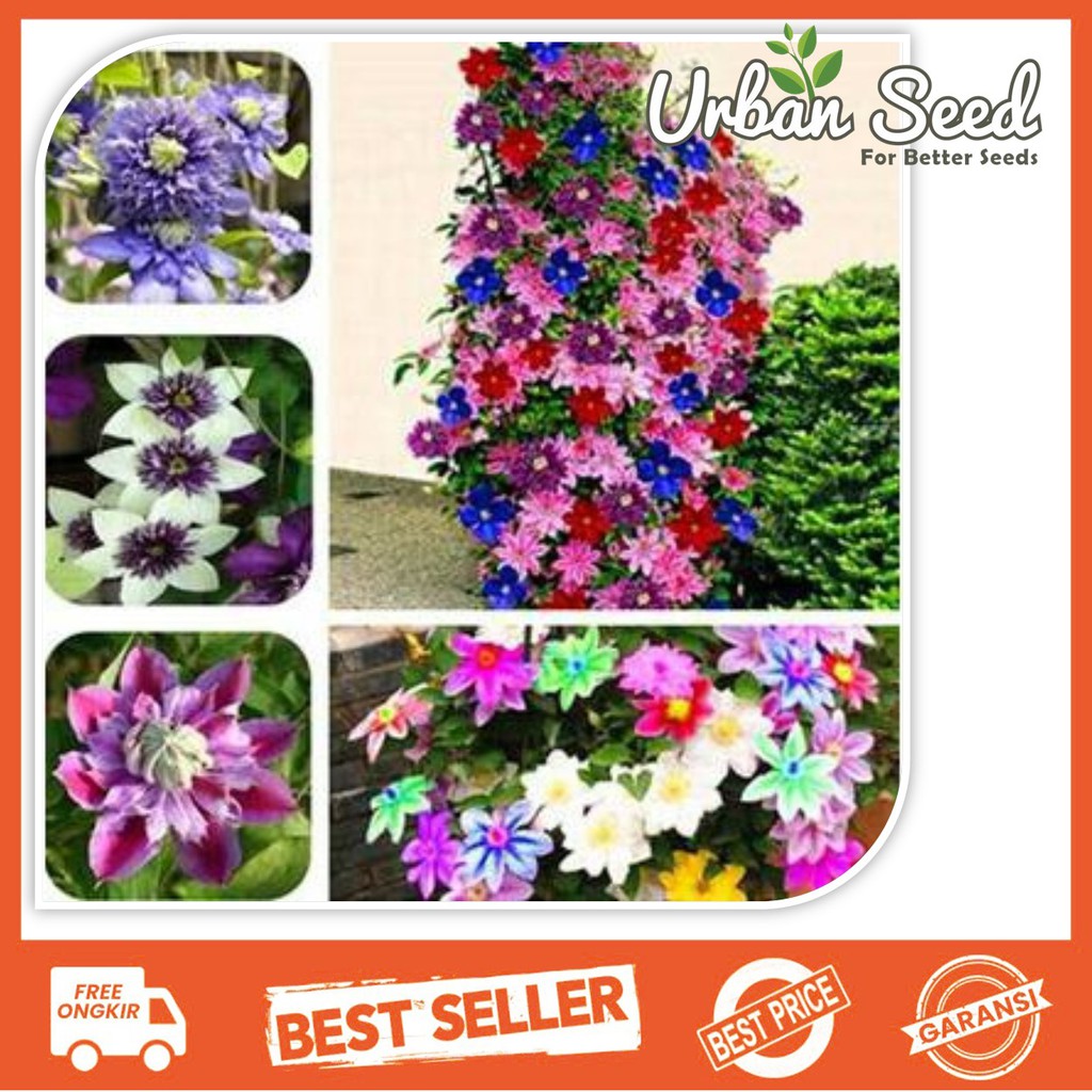 Jual Biji Benih Bibit Bunga Clematis Rambat Multi-color Mix | Shopee ...