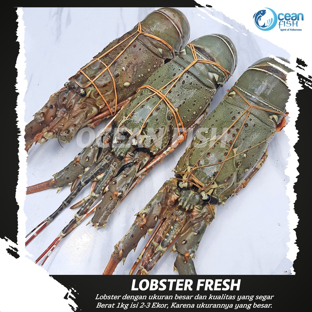Jual Lobster Pakistan FRESH/Lobster Besar 1kg 2-3 Ekor/Lobster Segar ...