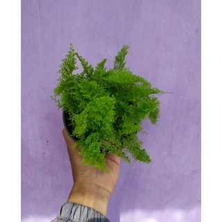 Jual pakis embun Harga Terbaik & Termurah Juni 2024 | Shopee Indonesia