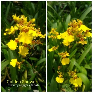 Jual anggrek golden shower Harga Terbaik & Termurah April 2024 | Shopee Indonesia