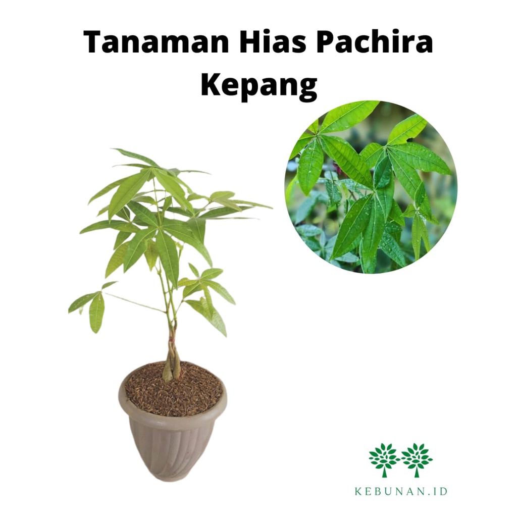 Jual Tanaman Hias Pachira Kepang/ Pohon Duit | Shopee Indonesia
