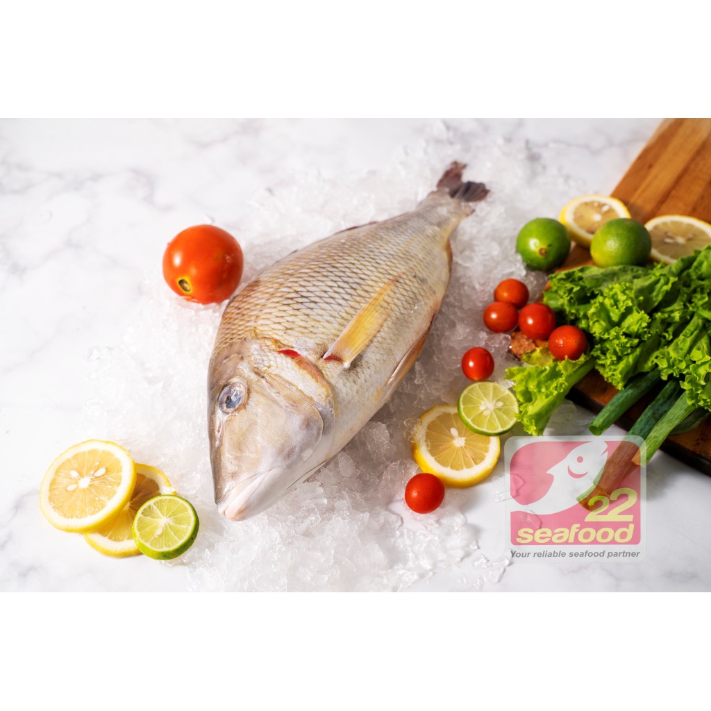 Jual Ikan Lencam 0.9 - 1 kg / Lencam Katamba / Seafood 22 | Shopee ...