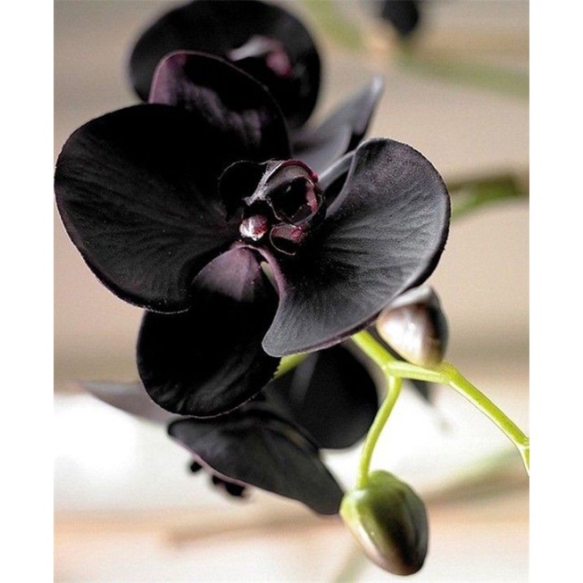 Jual Anggrek dendrobium black papua - tanaman hidup - bunga hidup ...