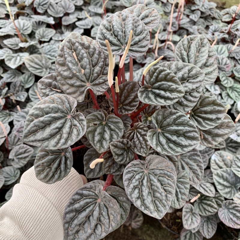 Jual TANAMAN Emerald ripple peperomia (Peperomia caperata) | Shopee ...