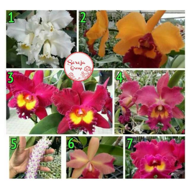 Jual Bibit / Seedling Tanaman Hias Bunga Anggrek Dendrobium Cattleya ...