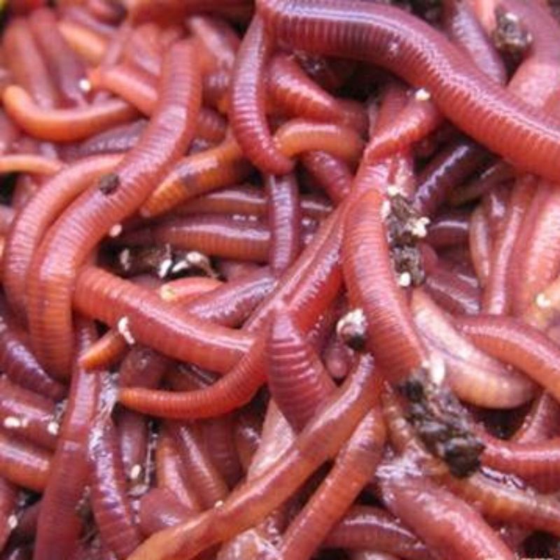 Jual 𝑺𝒑𝒆𝒔𝒊𝒆𝒔 𝑪𝒂𝒄𝒊𝒏𝒈 𝑻𝒂𝒏𝒂𝒉 (𝑳𝒖𝒎𝒃𝒓𝒊, 𝑷𝒉𝒐𝒔𝒇𝒐𝒓, 𝑲𝒂𝒍𝒖𝒏𝒈, 𝑳𝒐𝒐𝒕, 𝑻𝒊𝒈𝒆𝒓, 𝑵𝒂𝒈𝒂 ...