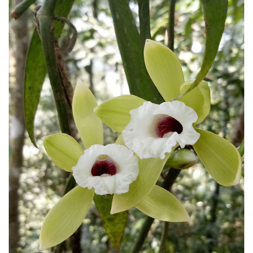 Jual Vanilla albida anggrek sulur tanaman gantung rambat bunga cantik ...