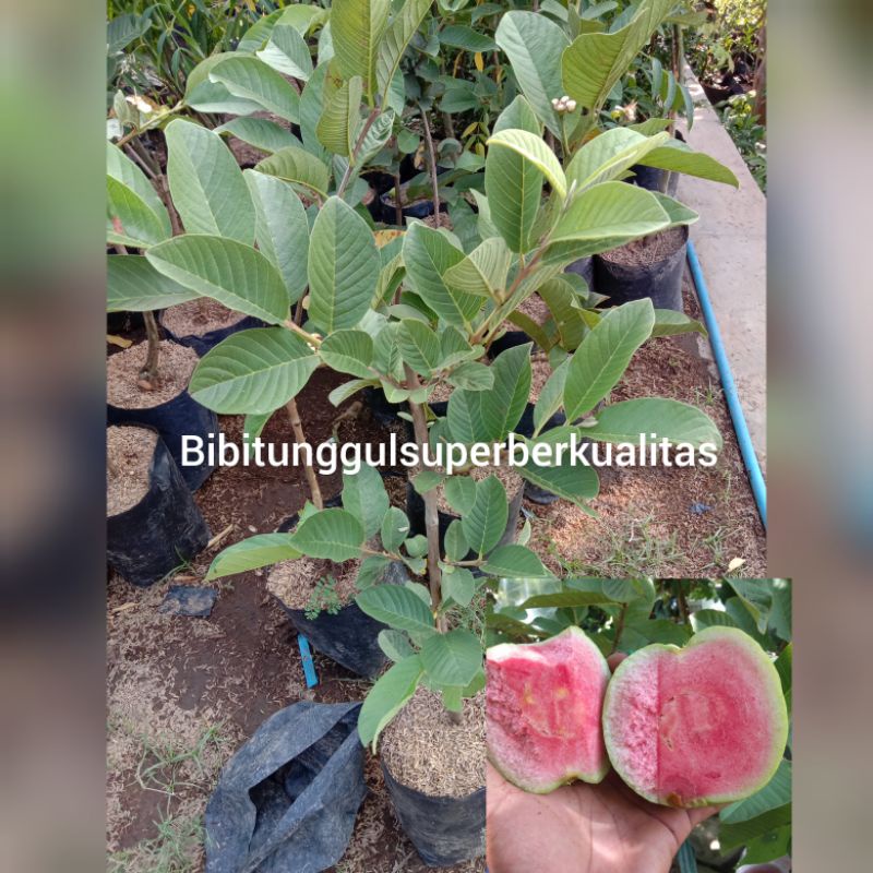 Jual Bibit Jambu kristal merah berbunga/berbuah hasil cangkok | Shopee ...
