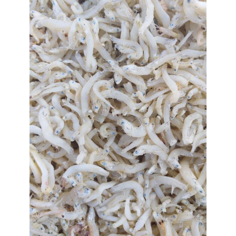 Jual Teri Medan (jenis toge) | Shopee Indonesia